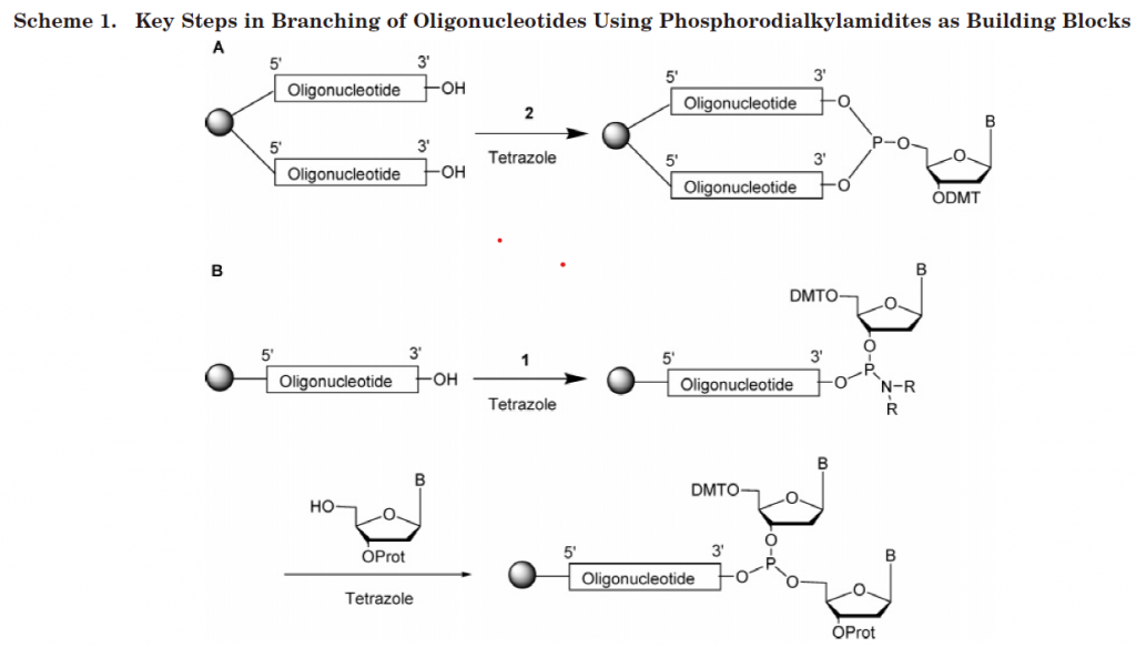 Synthesis of Phosphate-Branched Oligonucleotides - Nucleic acid ...