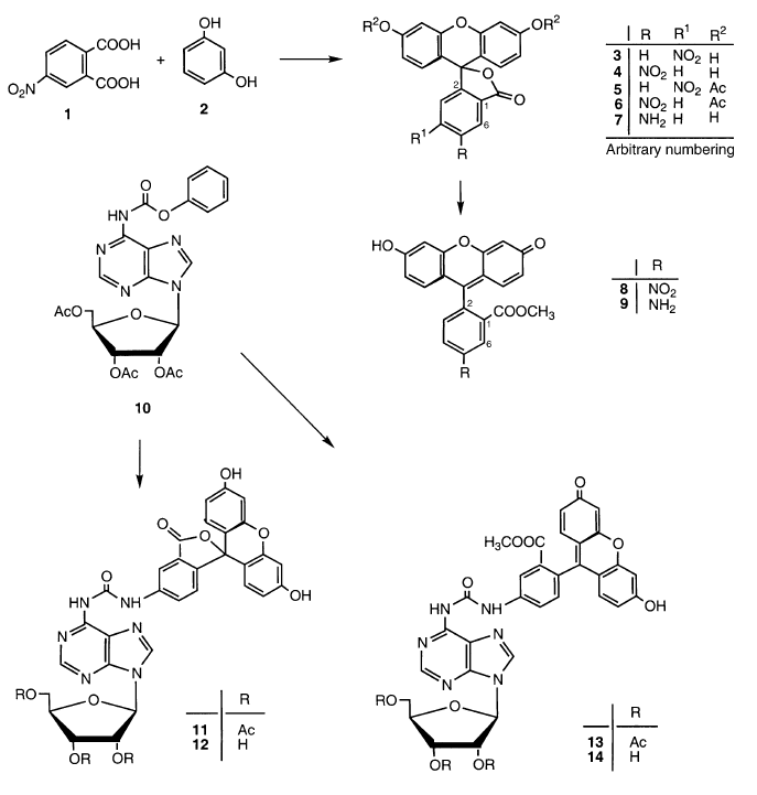 A New Type of Labelling of Nucleosides and Nucleotides - Nucleic acid ...