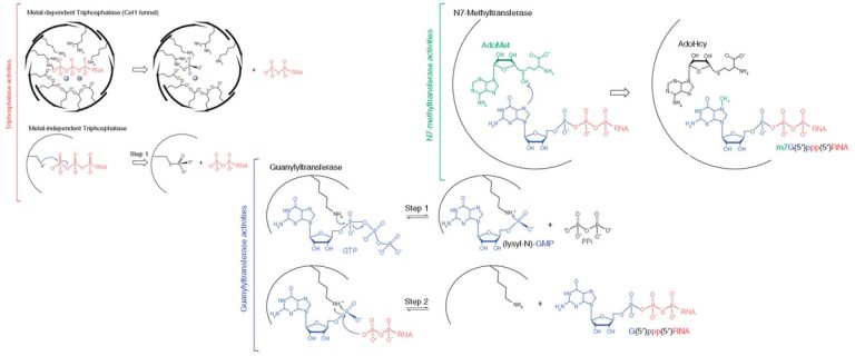 Nucleic Acid Materials GMP plant, one-stop supply materials from Lab to ...