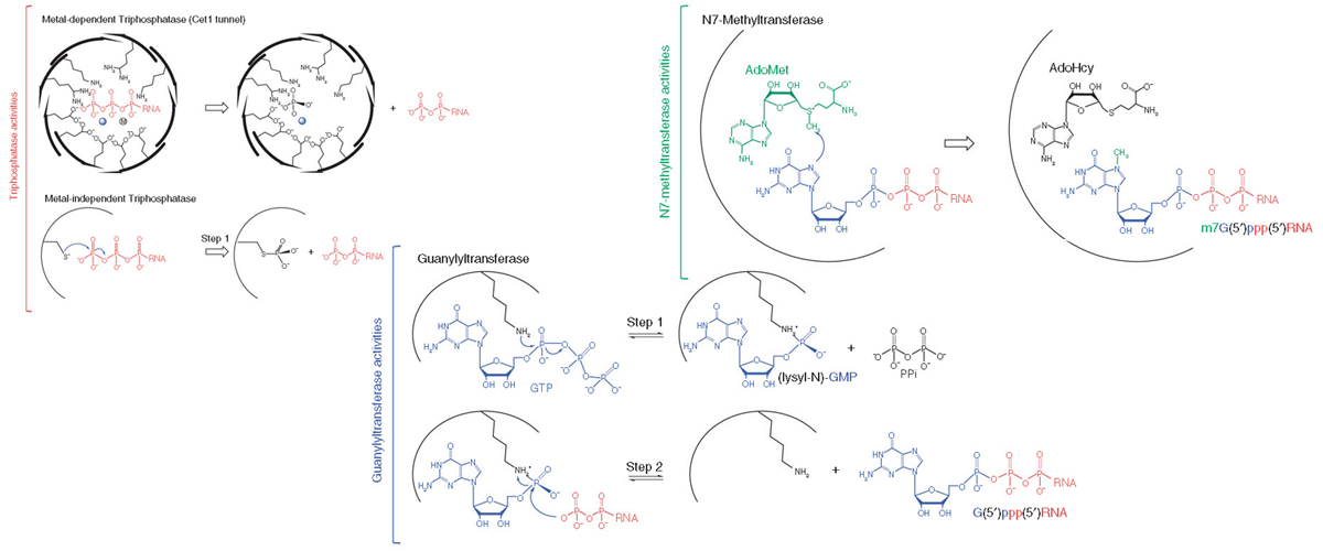 Nucleic Acid Materials GMP plant, one-stop supply materials from Lab to ...